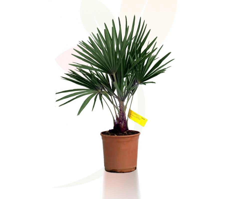 TRACHYCARPUS FORTUNEI (palmera excelsa)